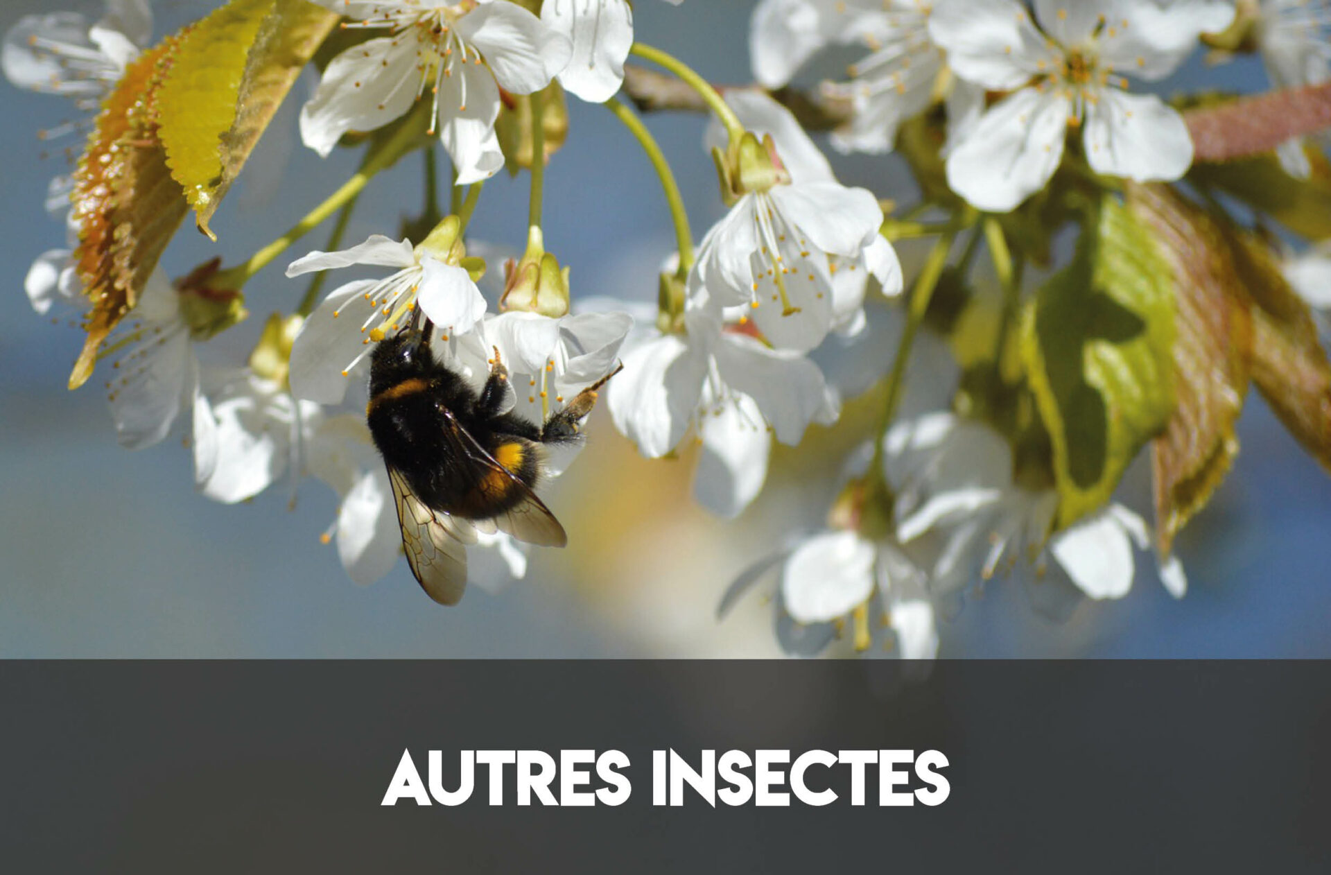 Biodiversité dans l'Indre : les bestioles du Châtillonnais en Berry